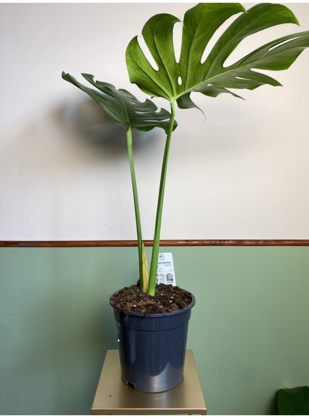 Monstera deliciosa BIG FORM 70cm
